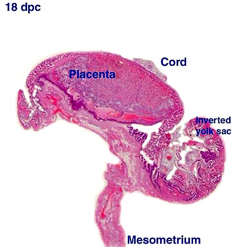 Comparative Placentation