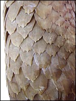 Giant Pangolin Reproduction