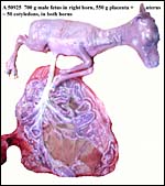 Comparative Placentation